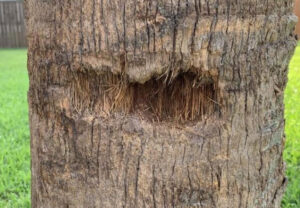 Expert Tips: How to Save a Dying Palm Tree Fast