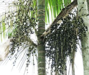 How to Grow the Acai Palm Tree (Euterpe oleracea)