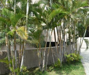 How To Grow Areca Palm Tree (Dypsis lutescens)