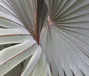 How to Grow the Bismarck Palm Tree (Bismarckia nobilis)