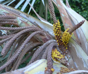 How to Grow the Blue Latan Palm Tree (Latania loddigesii)