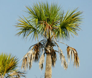 How to Grow the Cabbage Palm Tree (Sabal palmetto)