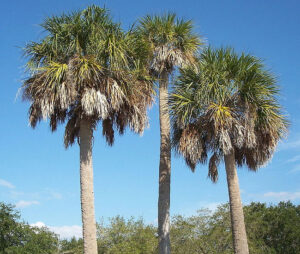 How to Grow the Cabbage Palm Tree (Sabal palmetto)