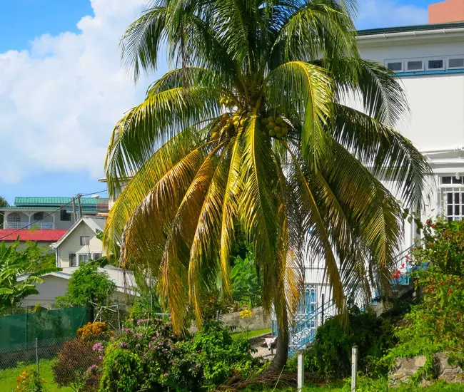 coconut-palm-tree-cocos-nucifera-650x550g | Florida Palm Trees