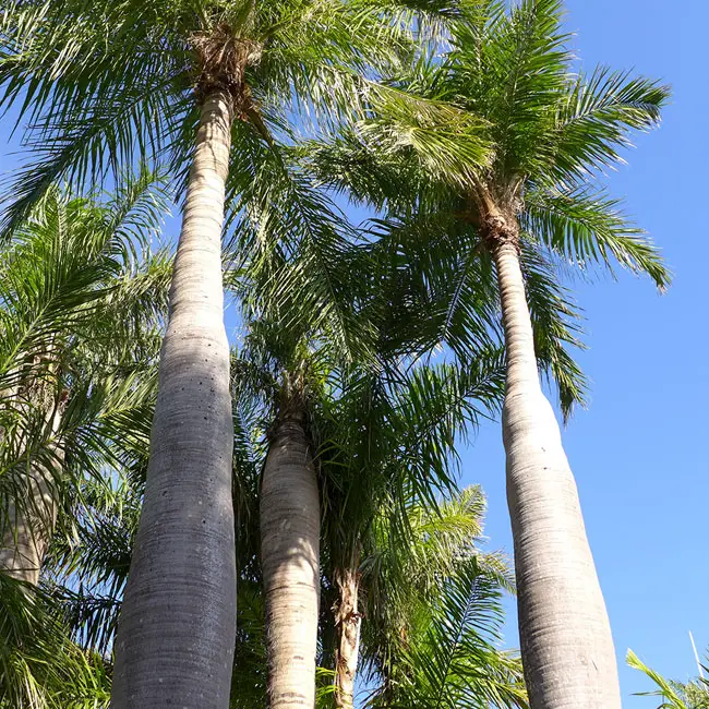 cuban-belly-palm-tree-acrocomia-crispa-650x550g | Florida Palm Trees