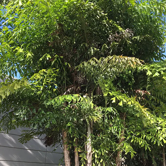 fishtail-palm-tree-caryota-mitis-650x550h | Florida Palm Trees