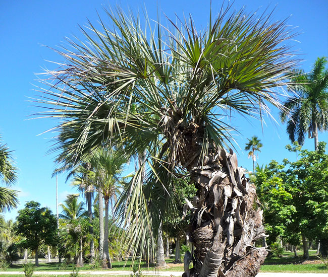 mazari-palm-tree-nannorrhops-ritchiana-650x550c | Florida Palm Trees