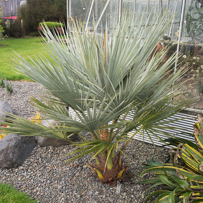 mazari-palm-tree-nannorrhops-ritchiana-650x550f | Florida Palm Trees
