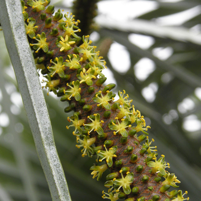 mazari-palm-tree-nannorrhops-ritchiana-650x550i | Florida Palm Trees
