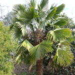 Growing Palm Trees In North Carolina