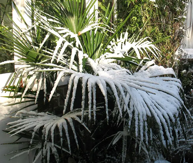 palm-cold-protection-c | Florida Palm Trees