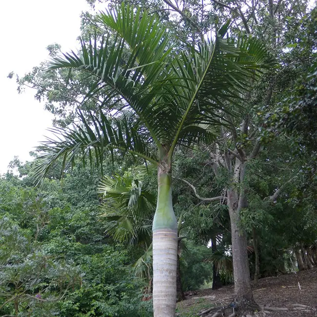 spindle-palm-tree-hyophorbe-verschaffeltii-650x550c | Florida Palm Trees