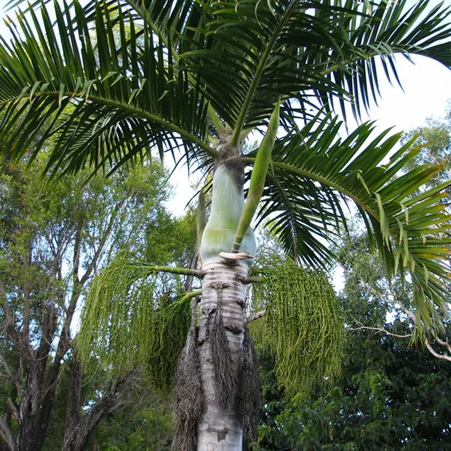 spindle-palm-tree-hyophorbe-verschaffeltii-650x550j | Florida Palm Trees