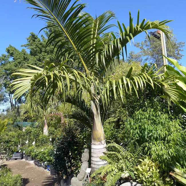 spindle-palm-tree-hyophorbe-verschaffeltii-650x550k | Florida Palm Trees