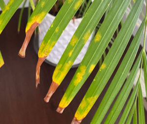 10 Reasons Why Palm Leaves Are Turning Brown or Yellow
