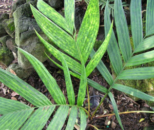 5 Most Common Nutrient Deficiencies In Palms (with Pictures)