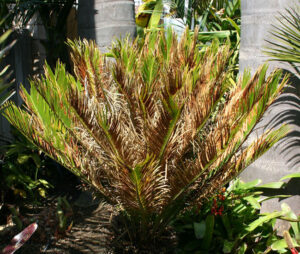 5 Most Common Nutrient Deficiencies In Palms (with Pictures)