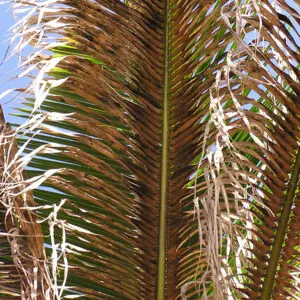 5 Most Common Nutrient Deficiencies In Palms (with Pictures)