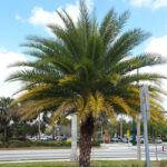 5 Most Common Nutrient Deficiencies In Palms (with Pictures)
