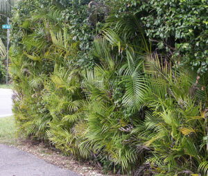 How To Grow Areca Palm Tree (Dypsis lutescens)