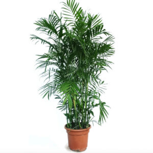 How to Grow the Bamboo Palm Tree (Chamaedorea seifrizii)