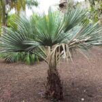 Identify Over 2,500+ Types Of Palm Trees (with Pictures)