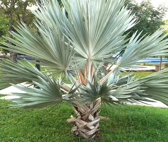 blue-hesper-palm-tree-brahea-armata650x550o | Florida Palm Trees