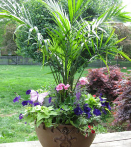 How to Grow and Care for Potted Palm Trees Outdoors