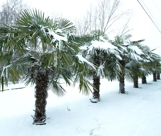 palm-trees-under-snow-650×550-1 | Florida Palm Trees