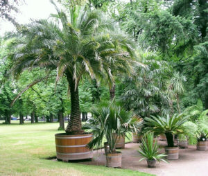 How to Grow and Care for Potted Palm Trees Outdoors