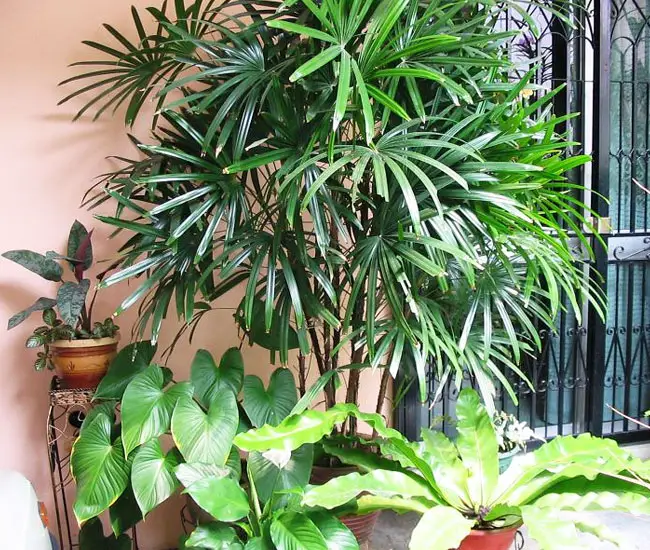 potted-rhapis-excelsa-palm-650x550a | Florida Palm Trees