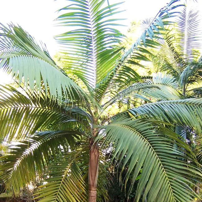 princess-palm-tree-650×650-1 | Florida Palm Trees