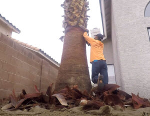 Expert Advice: How to Prune a Palm Tree (with Pictures)