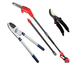 Expert Advice: How to Prune a Palm Tree (with Pictures)