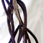 How to Grow the Bismarck Palm Tree (Bismarckia nobilis)