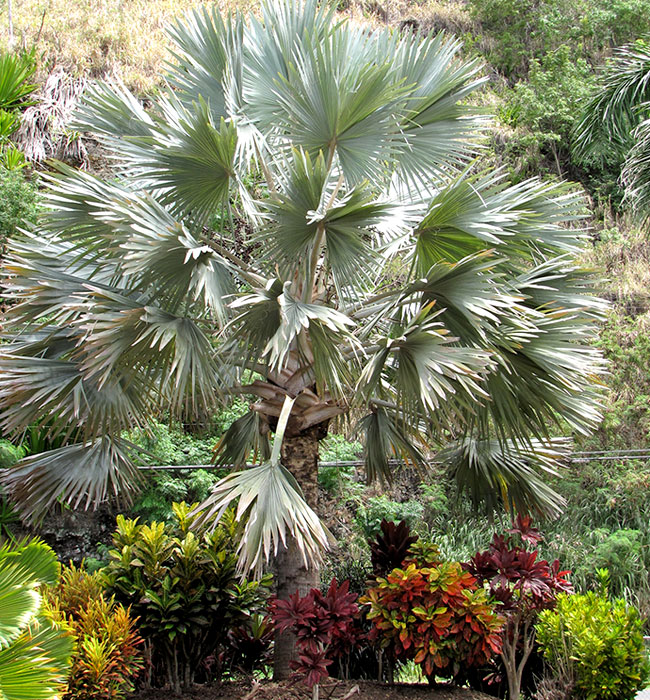 blue-latan-palm-tree-latania-loddigesii-650x650b | Florida Palm Trees