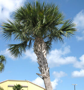 How to Grow the Cabbage Palm Tree (Sabal palmetto)