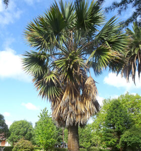 How to Grow the Cabbage Palm Tree (Sabal palmetto)