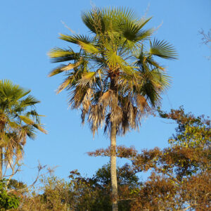 How to Grow the Caranday Palm Tree (Copernicia alba)