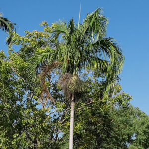 How to Grow the Carpentaria Palm Tree (Carpentaria acuminata)