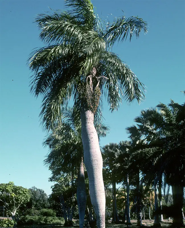 cuban-belly-palm-tree-acrocomia-crispa-650×550-d | Florida Palm Trees