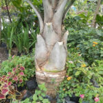 How to Grow and Care For the Majesty Palm (Ravenea rivularis)