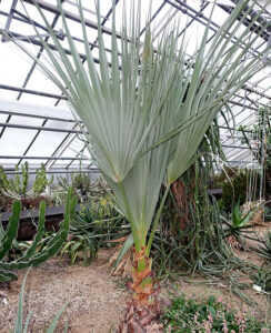 How to Grow the Mazari Palm Tree (Nannorrhops ritchiana)