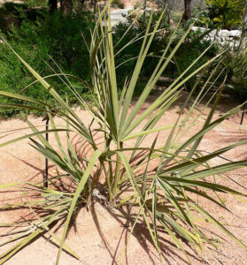 How to Grow the Mazari Palm Tree (Nannorrhops ritchiana)