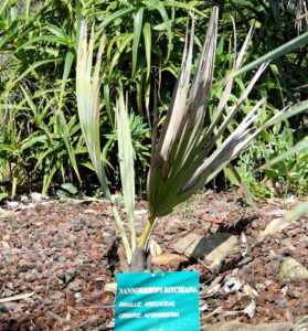 How to Grow the Mazari Palm Tree (Nannorrhops ritchiana)