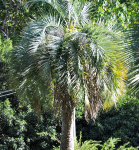 How to Grow and Care for Pindo Palm Tree (Butia capitata)