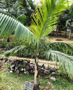 How to Grow the Princess Palm Tree (Dictyosperma album)