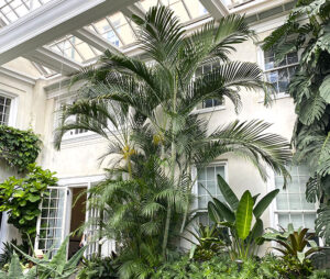 How To Grow Areca Palm Tree (Dypsis lutescens)