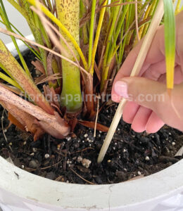 Beginner's Guide: How To Grow and Care For Indoor Palm Trees