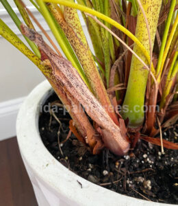 Beginner's Guide: How To Grow and Care For Indoor Palm Trees